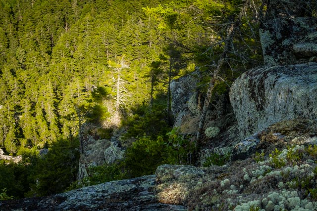 Turtle Ridge | light on the trail